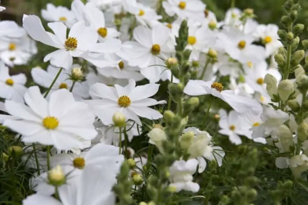 12 Pristine White Flower Varieties for Any Garden - Velocity Art and Design