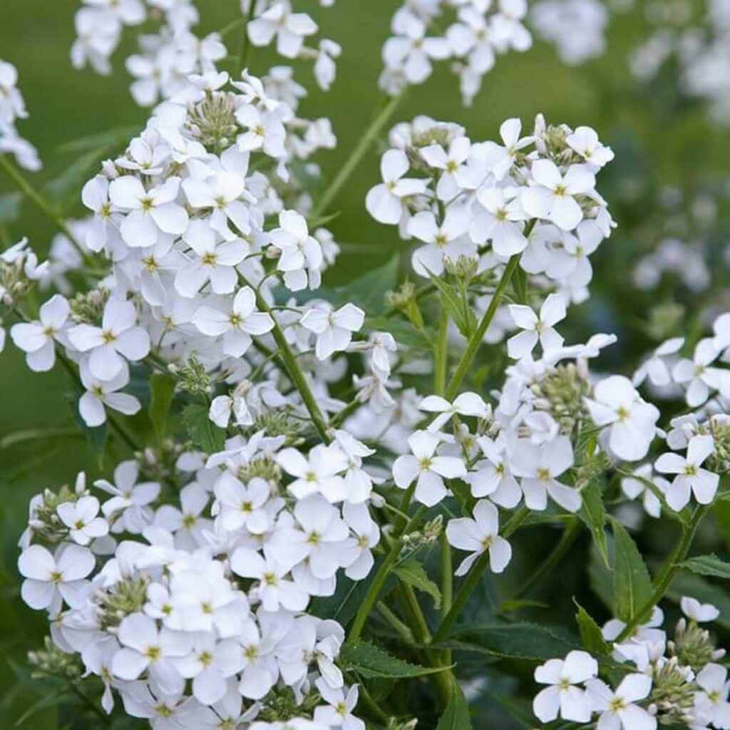 12 Pristine White Flower Varieties for Any Garden - Velocity Art and Design